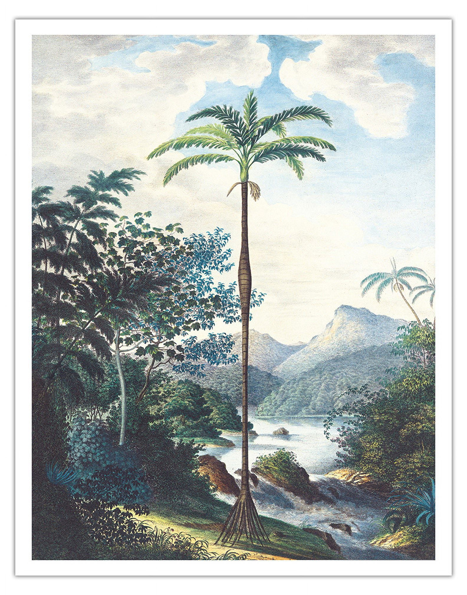 Copa Palm Tree (Iriartea deltoidea) - Caquetá-Japurá River Brazil ...