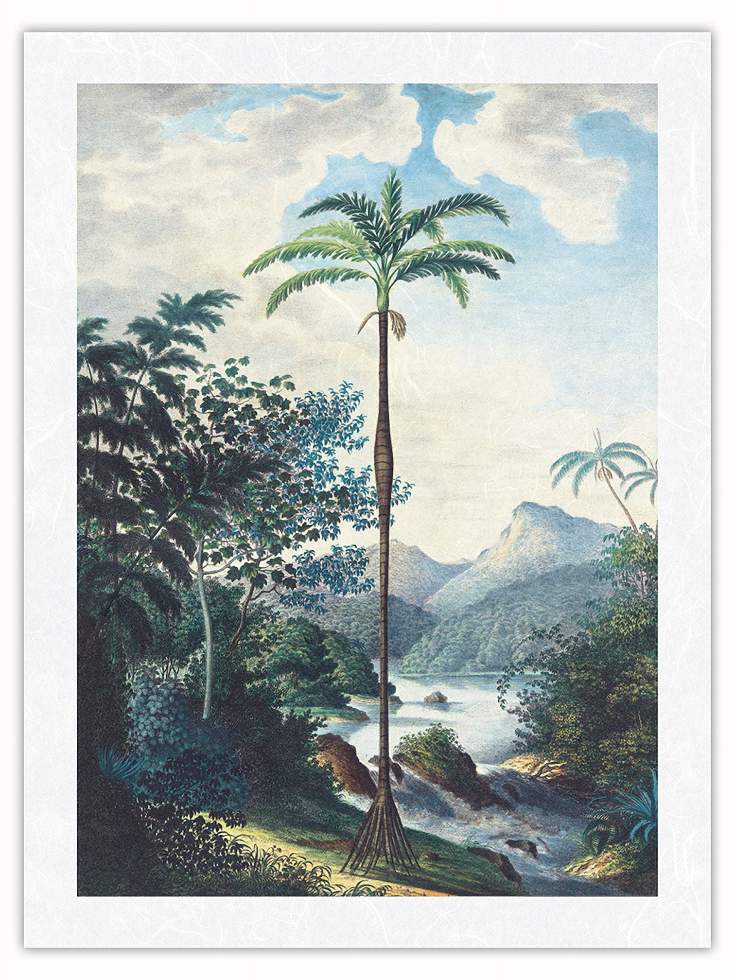 Copa Palm Tree (Iriartea deltoidea)-Caquetá-Japurá River Brazil-Vintage ...