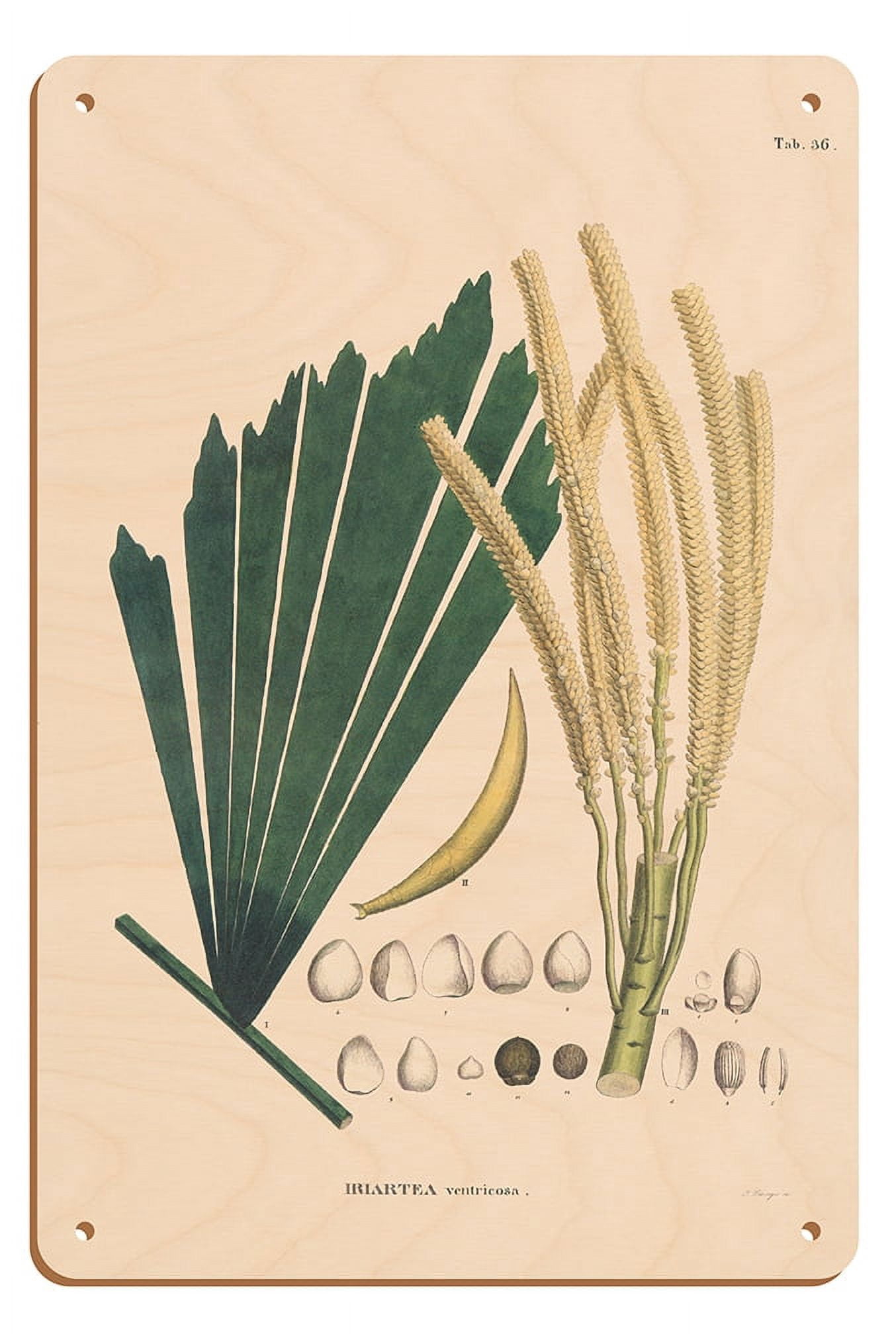 Copa Palm Tree (Iriartea deltoidea) - Vintage Botanical Illustration by ...