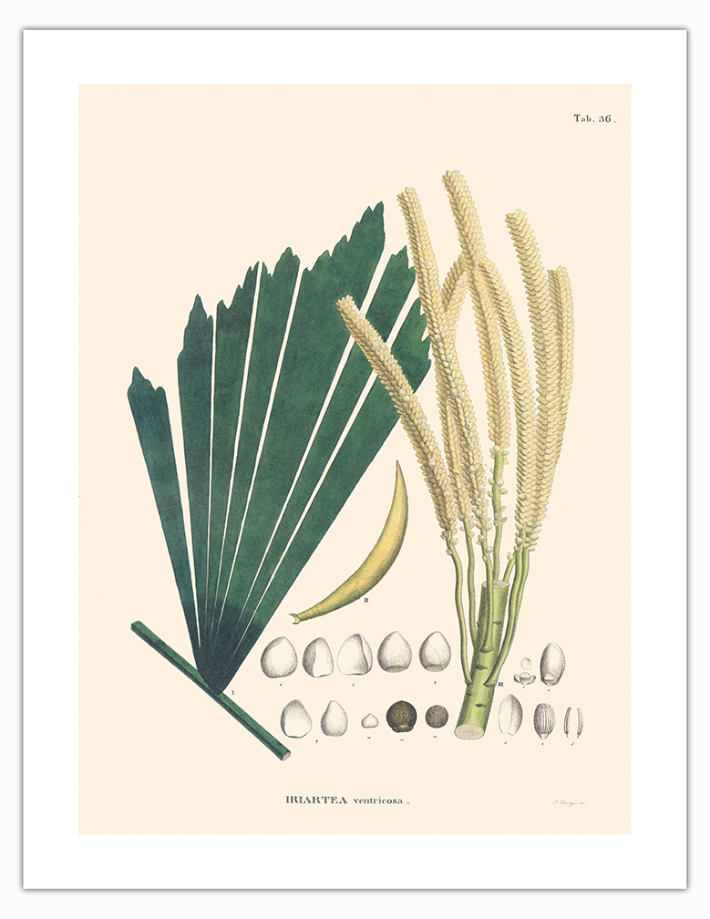 Copa Palm Tree (Iriartea deltoidea) - Vintage Botanical Illustration by ...