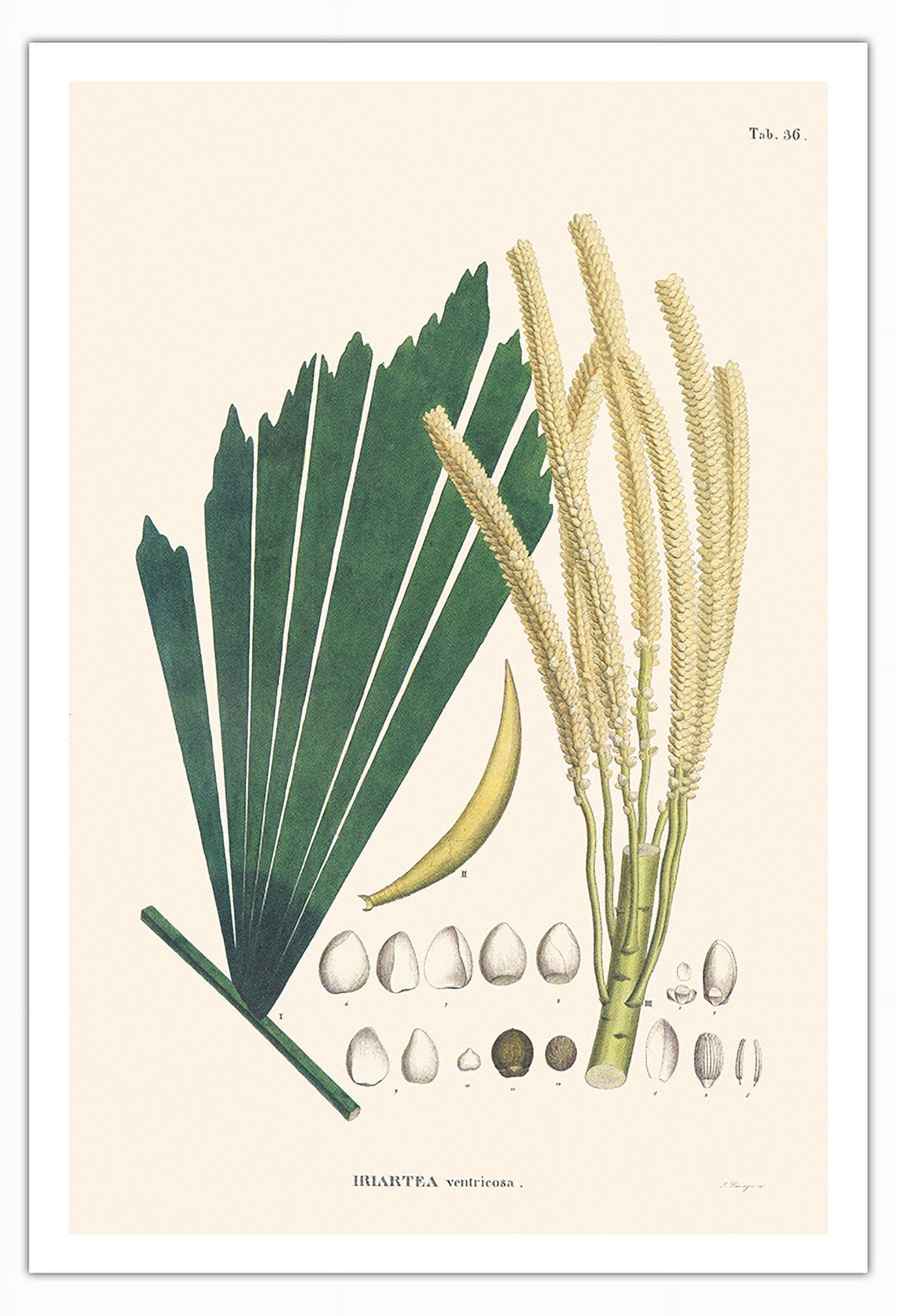 Copa Palm Tree (Iriartea deltoidea) - Vintage Botanical Illustration by ...