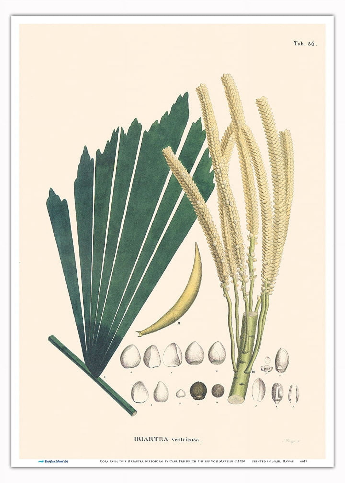 Copa Palm Tree (Iriartea deltoidea) - Vintage Botanical Illustration by ...