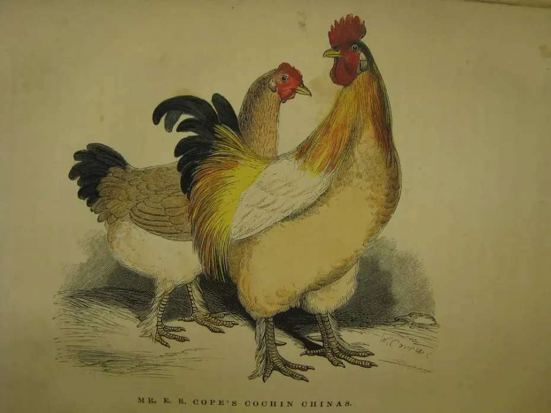 Cope's Cochin Chinas Decorative Poster. Graphic Art. Wall Interior ...