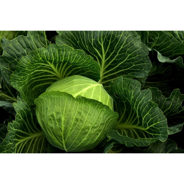 Copenhagen Early Market Cabbage/ Annual/ Full Sun/315 Seeds 1 Gram ...