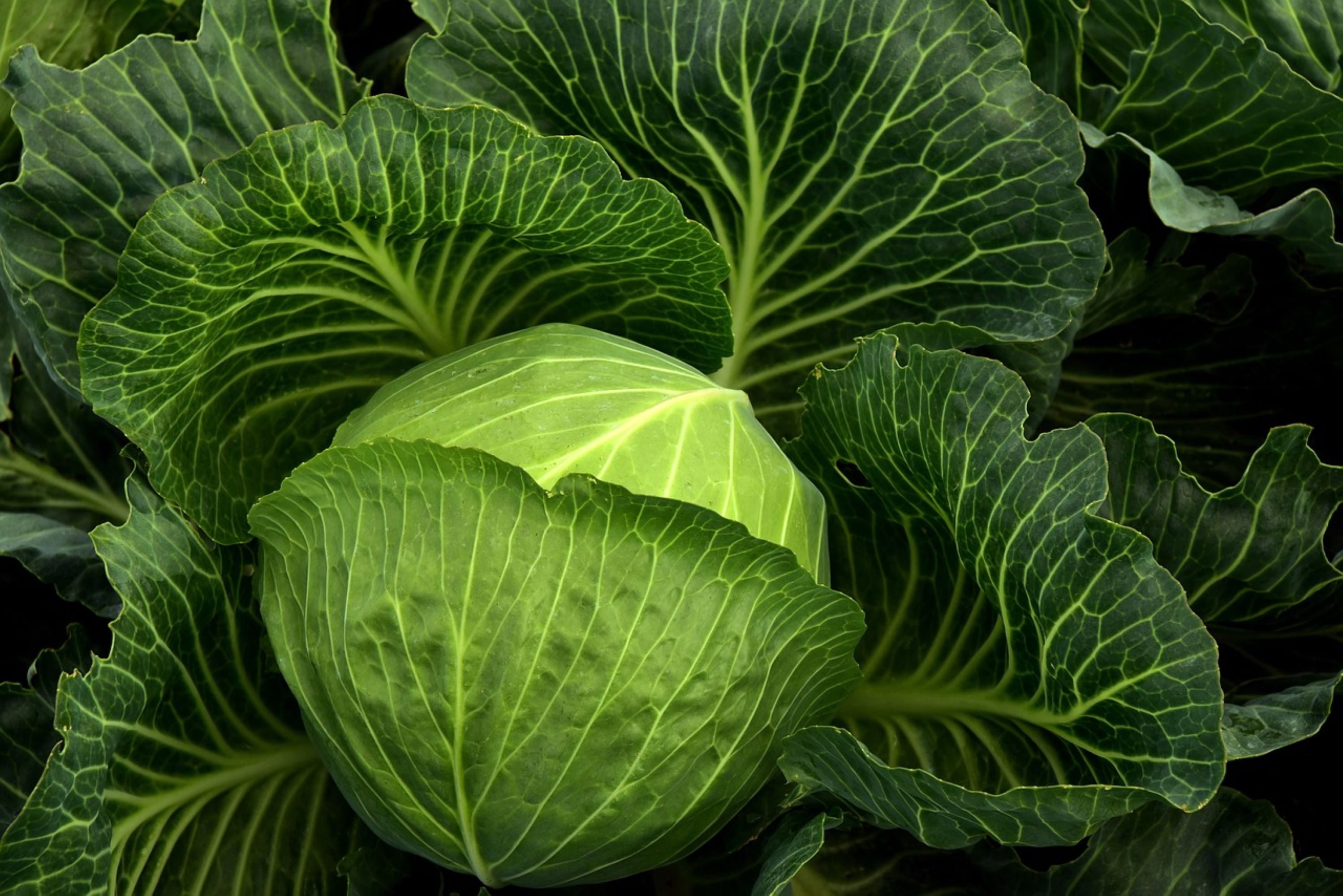 Copenhagen Early Market Cabbage Seeds/Annual/Full Sun/9K Seeds 1 oz ...