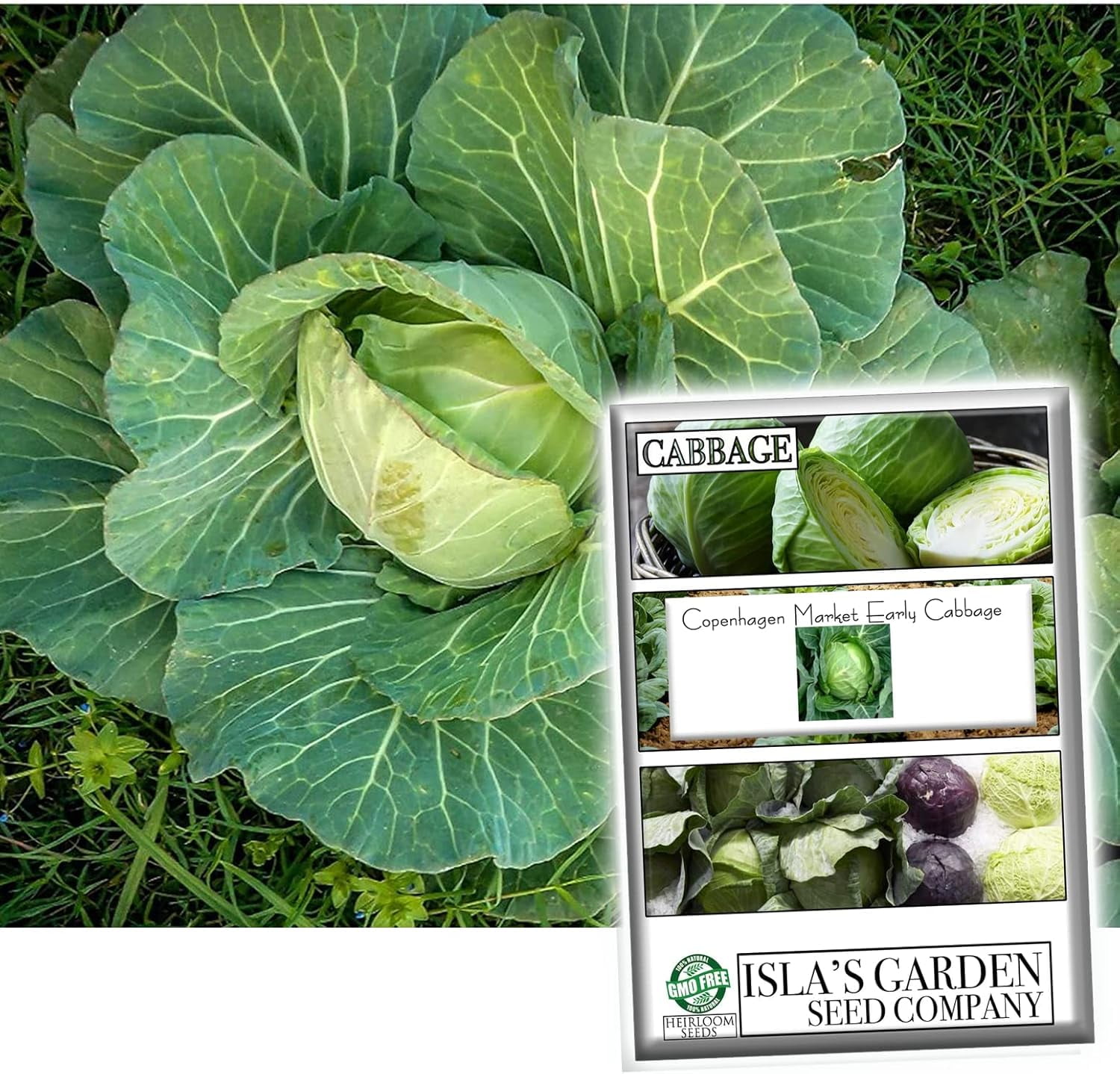 Copenhagen Market Early Cabbage Seeds for Planting, 300+ Heirloom Seeds ...
