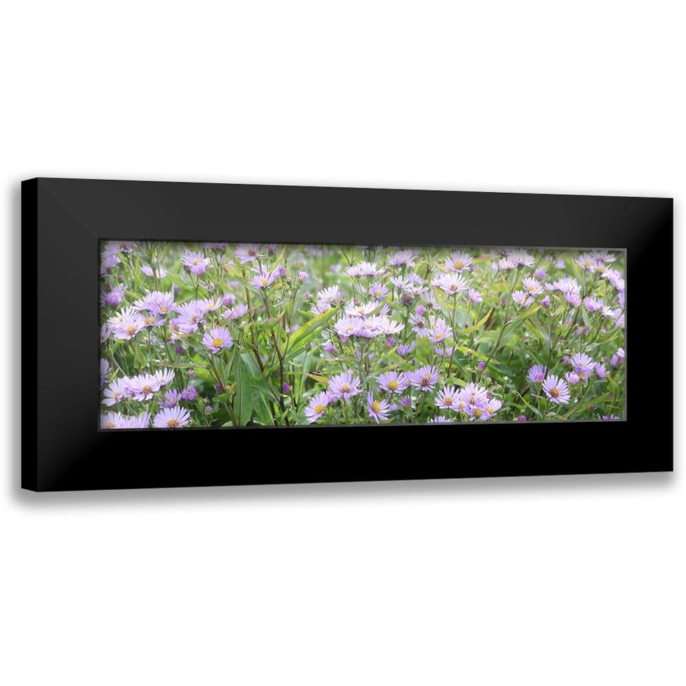 Coppel, Anna 24x11 Black Modern Framed Museum Art Print Titled - Daisy ...