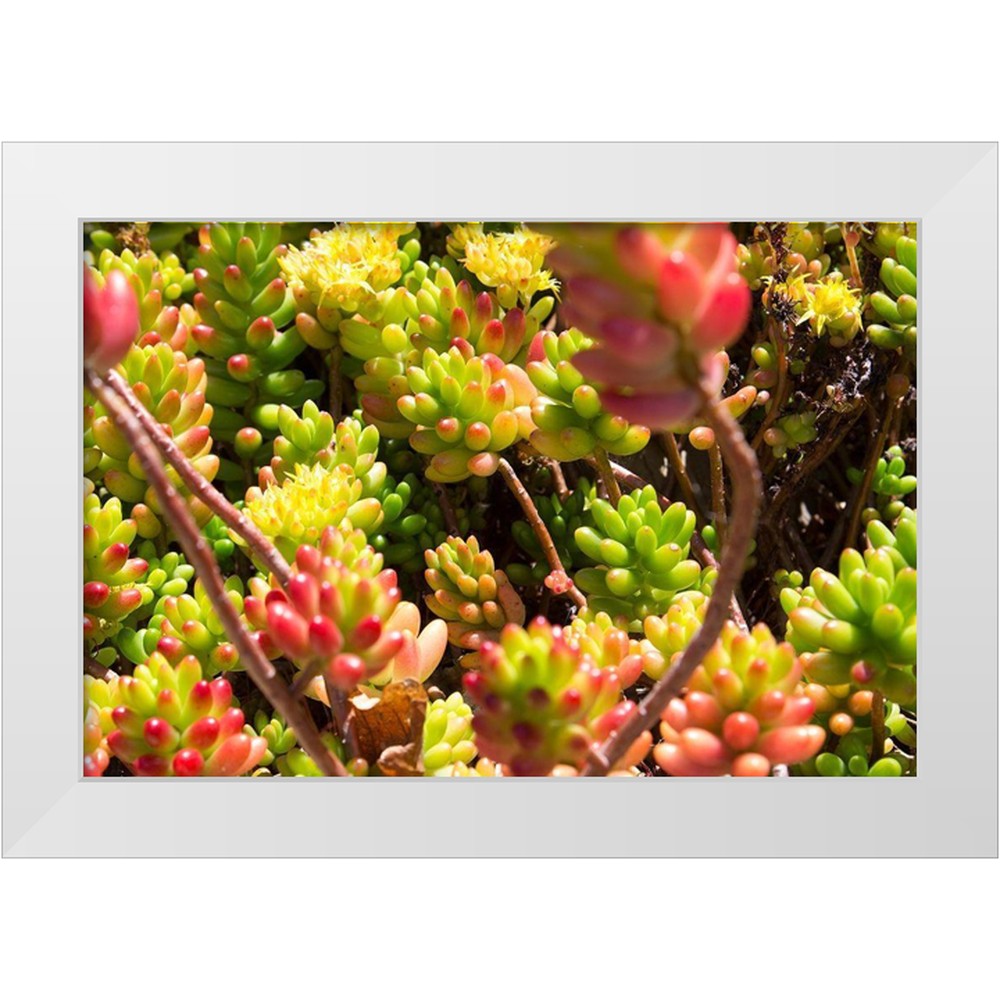Coppel, Anna 32x23 White Modern Wood Framed Museum Art Print Titled ...