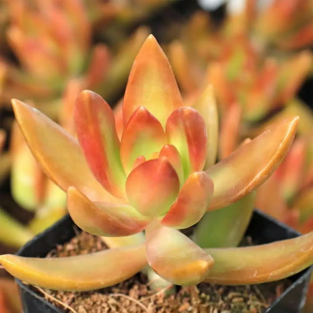Copper Sedum Plant - Live Plant in a 4 Inch Growers Pot - Sedum ...