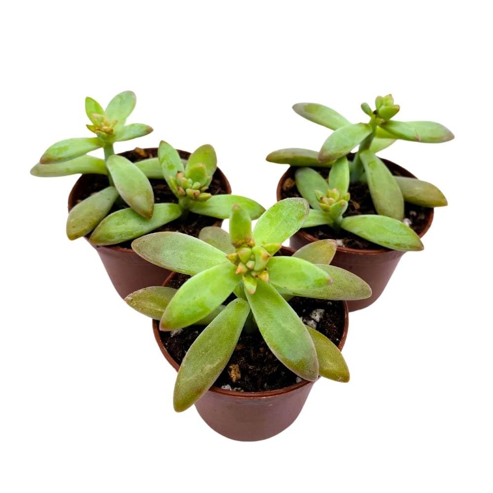 Coppertone Stonecrop, 2 inch Set of 3, Sedum Adolphi Garden Succulents ...