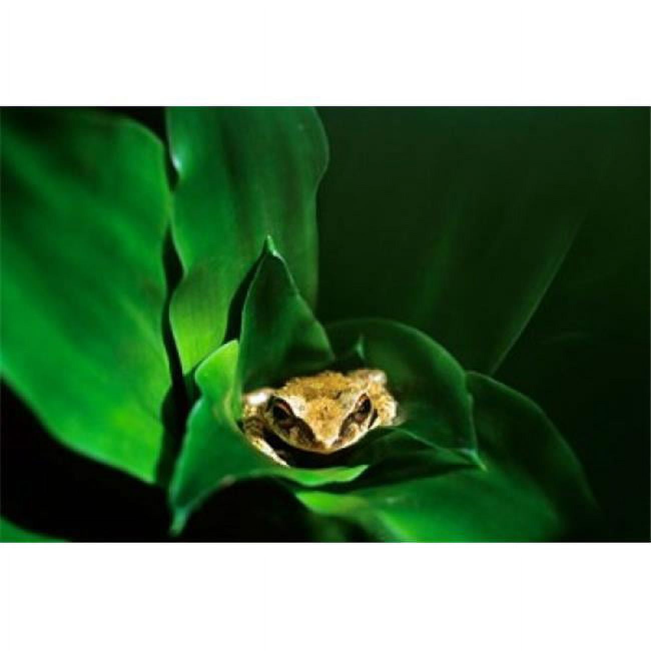Puerto Rico Coqui Frog