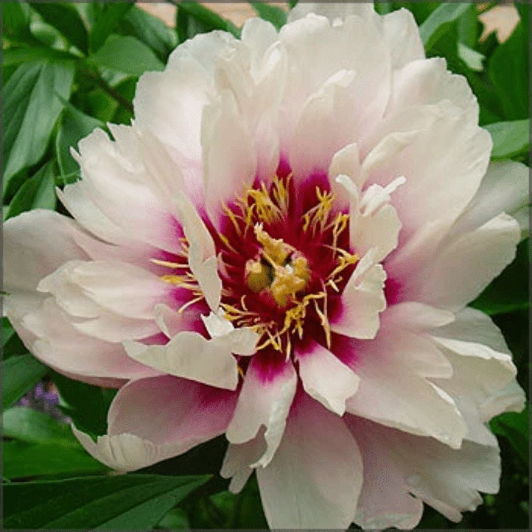 Cora Louise Itoh Peony: 3-5 Eye Bareroot-- Great for Fall or Spring ...