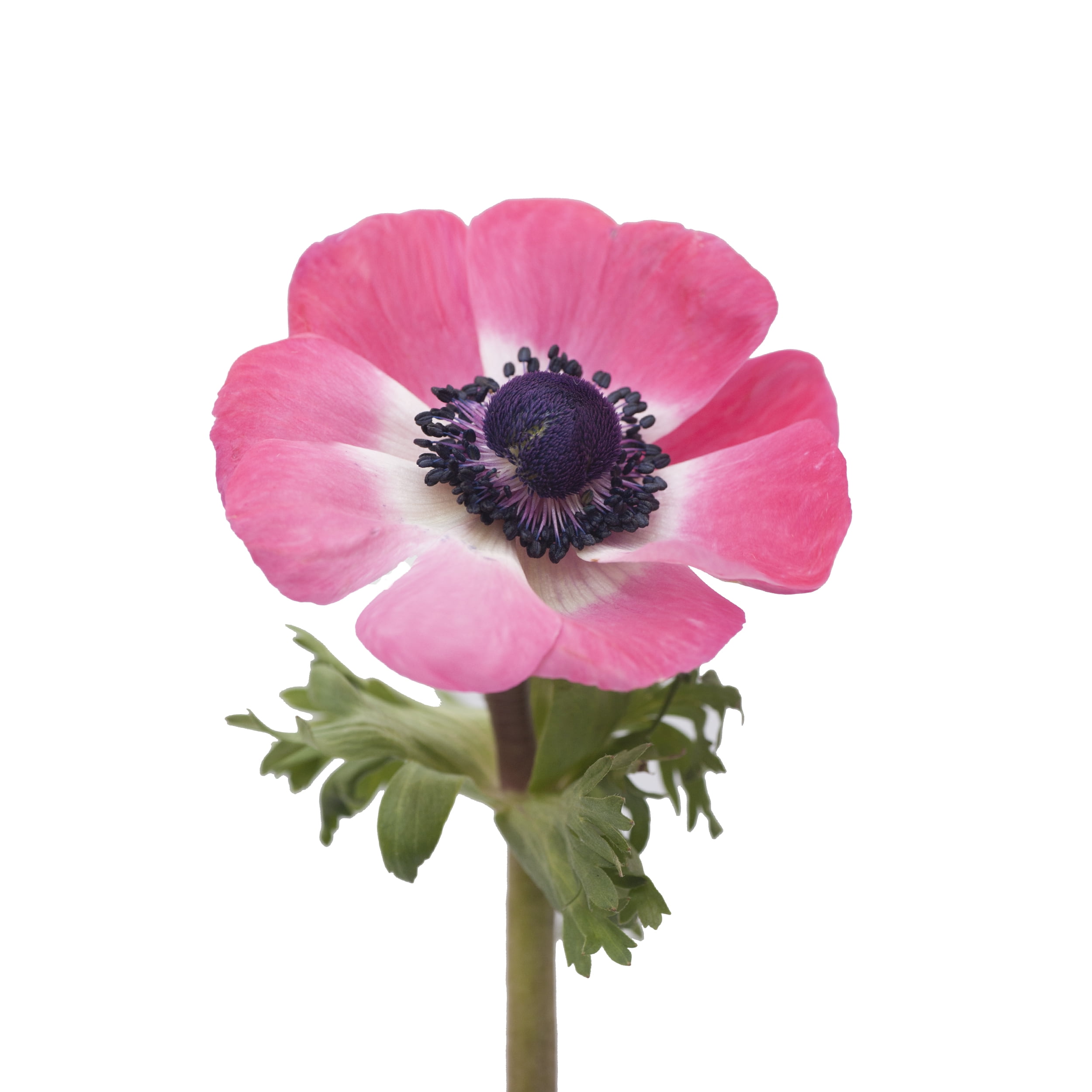 Coral Anemones - Fresh Cut - 140 Stems - Walmart.com