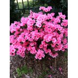 Coral Bells Azalea Plants, Short Azalea, with Lots of Coral Pink ...
