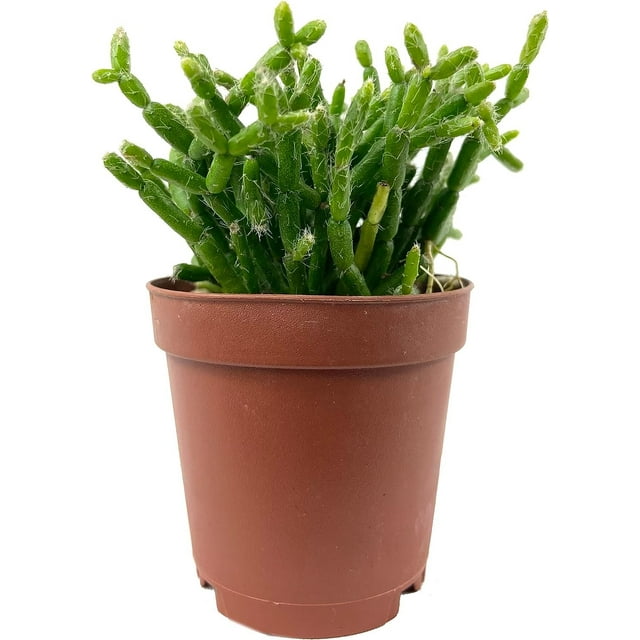 Coral Cactus - Live Plant in a 2 Inch Pot - Rice Cactus - Rhipsalis ...