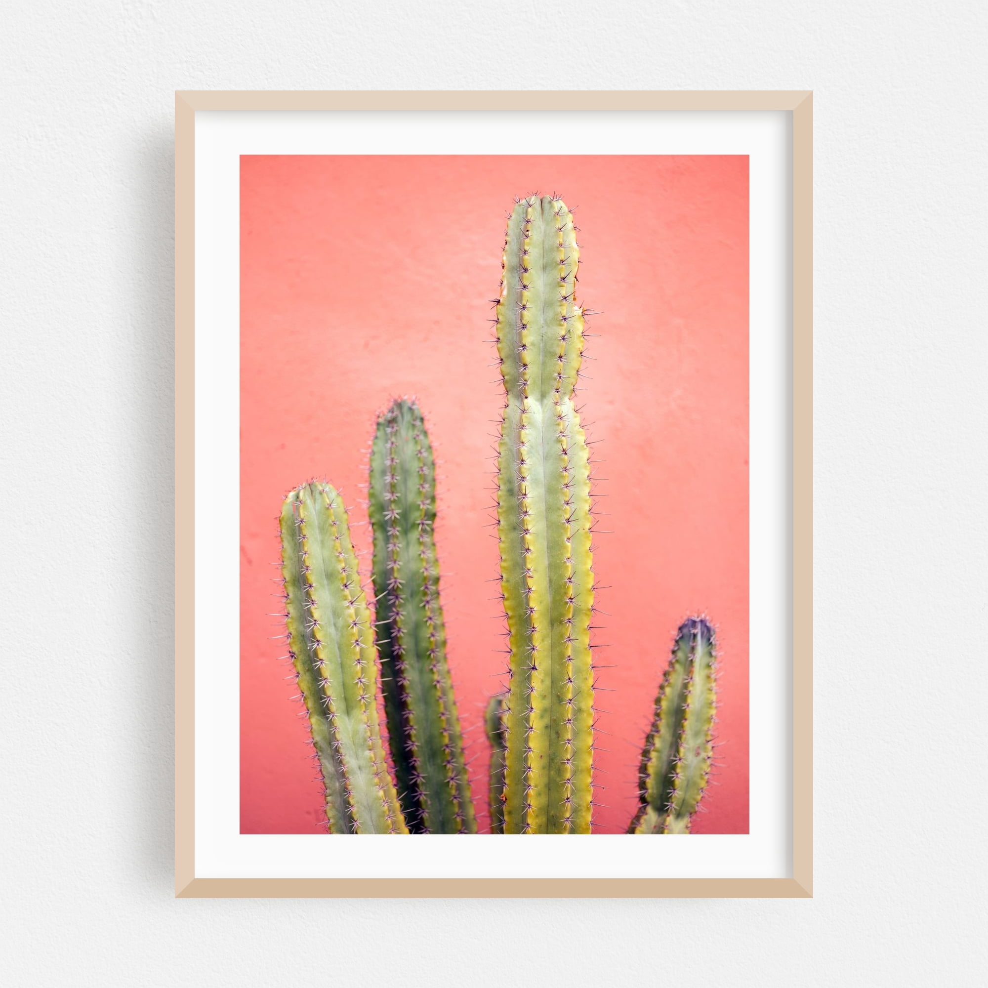 Coral Cactus - Marrakesh Marrakesh-Safi Morocco Photography Cactus ...