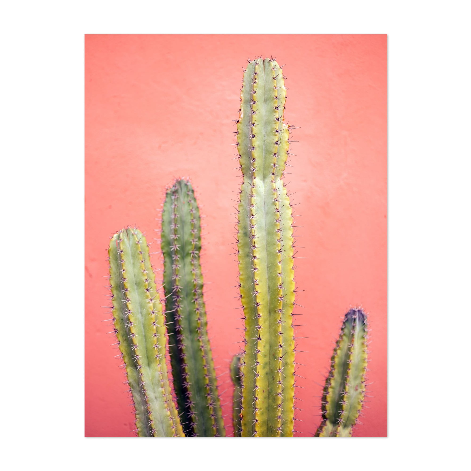 Coral Cactus - Marrakesh Marrakesh-Safi Morocco Photography Cactus ...