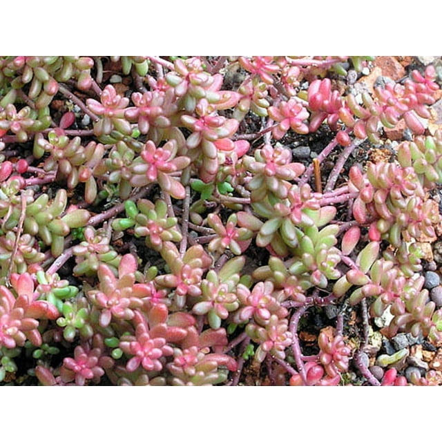 Coral Carpet Sedum - Stonecrop - Gallon Pot - Walmart.com