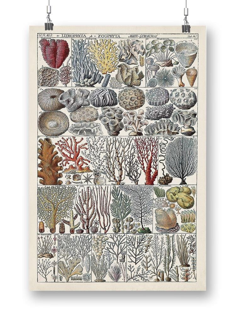 Coral Chart Poster - Vision Studio Designs, - Walmart.com