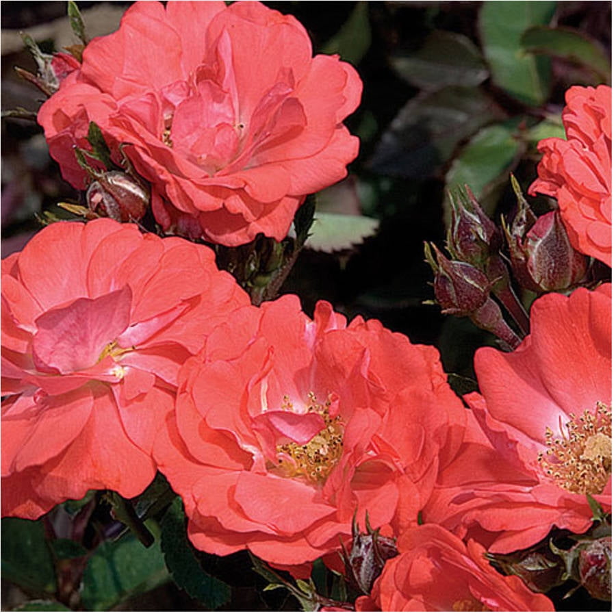 Coral Drift Rose (2 Gallon) Low-Growing Groundcover Deciduous Flowering ...