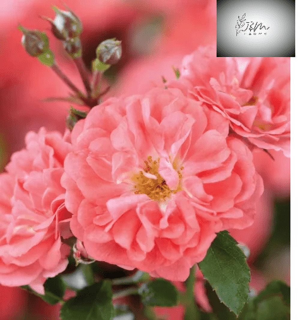 Coral Drift Rose Live Plant 12-18" in Height in a #3 Container ...