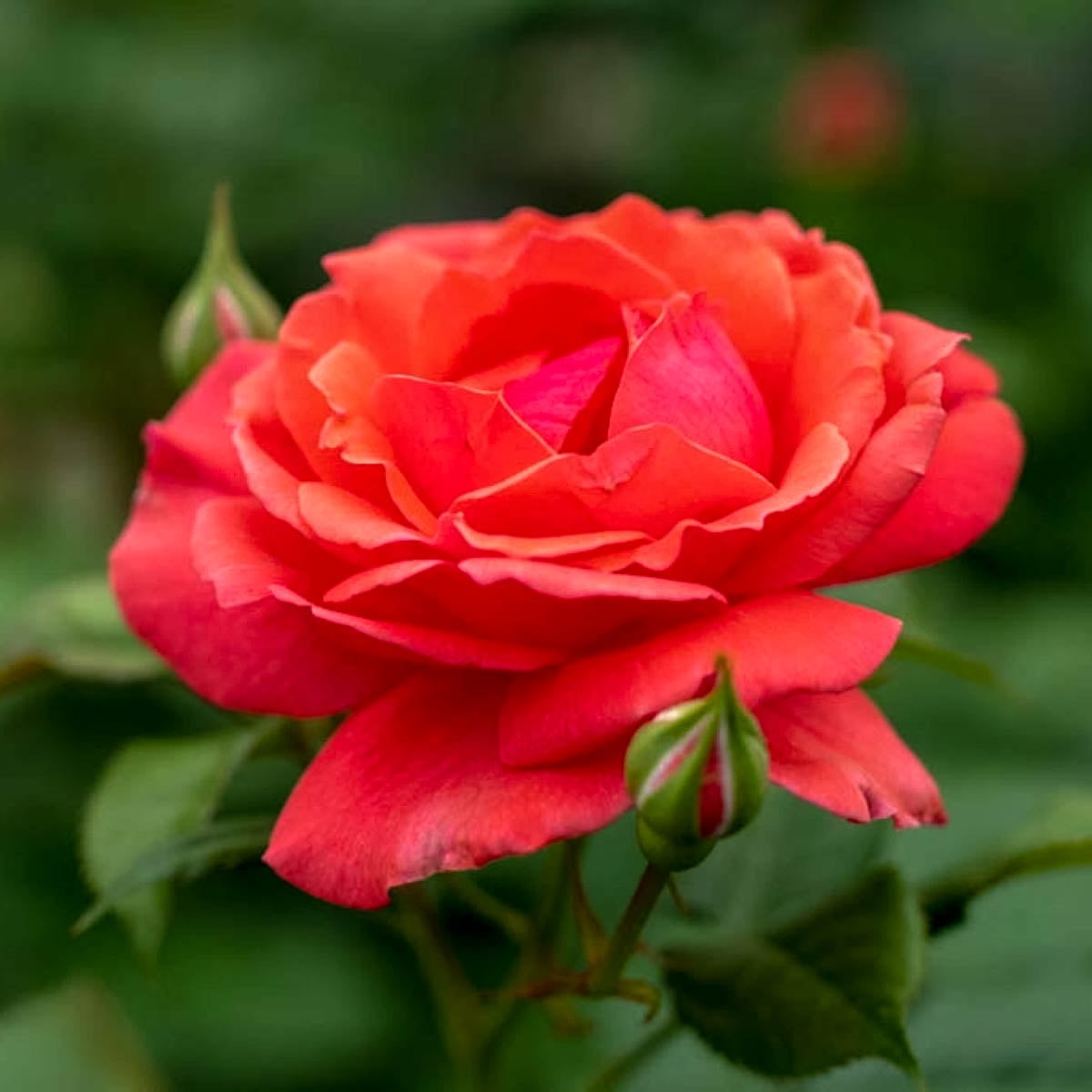 Coral Flowering Freedom Shrub Rose 4 In. Potted Deciduous Plant (1-Pack ...