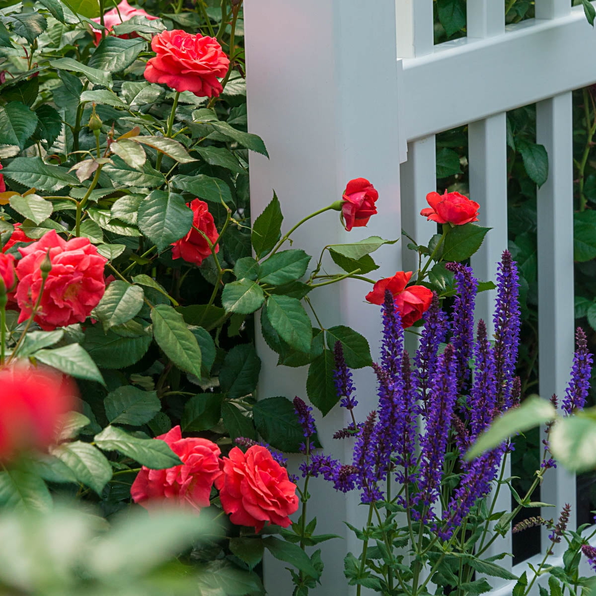 Coral Freedom Shrub Rose Dormant Bare Root Starter Plant (1-Pack ...