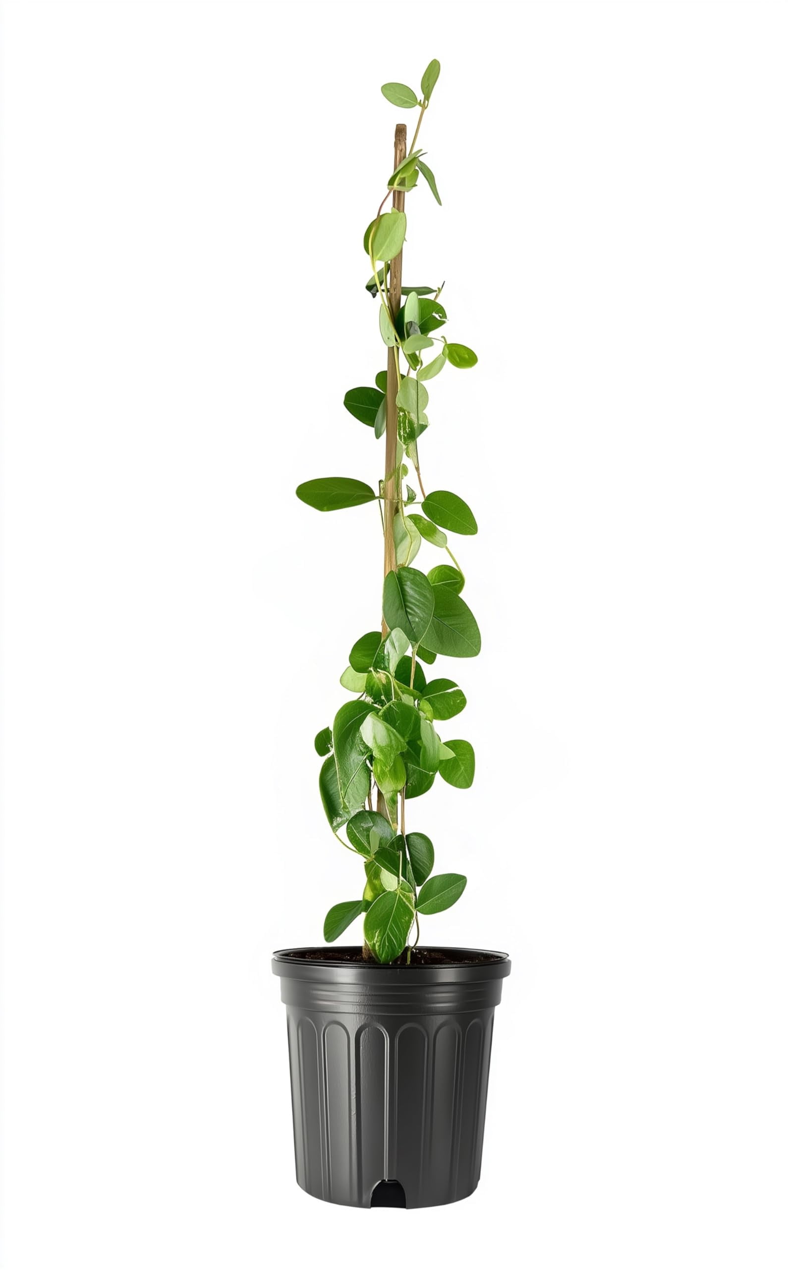 Coral Honeysuckle | 1 Large Gallon Size Plant | Lonicera sempervirens ...