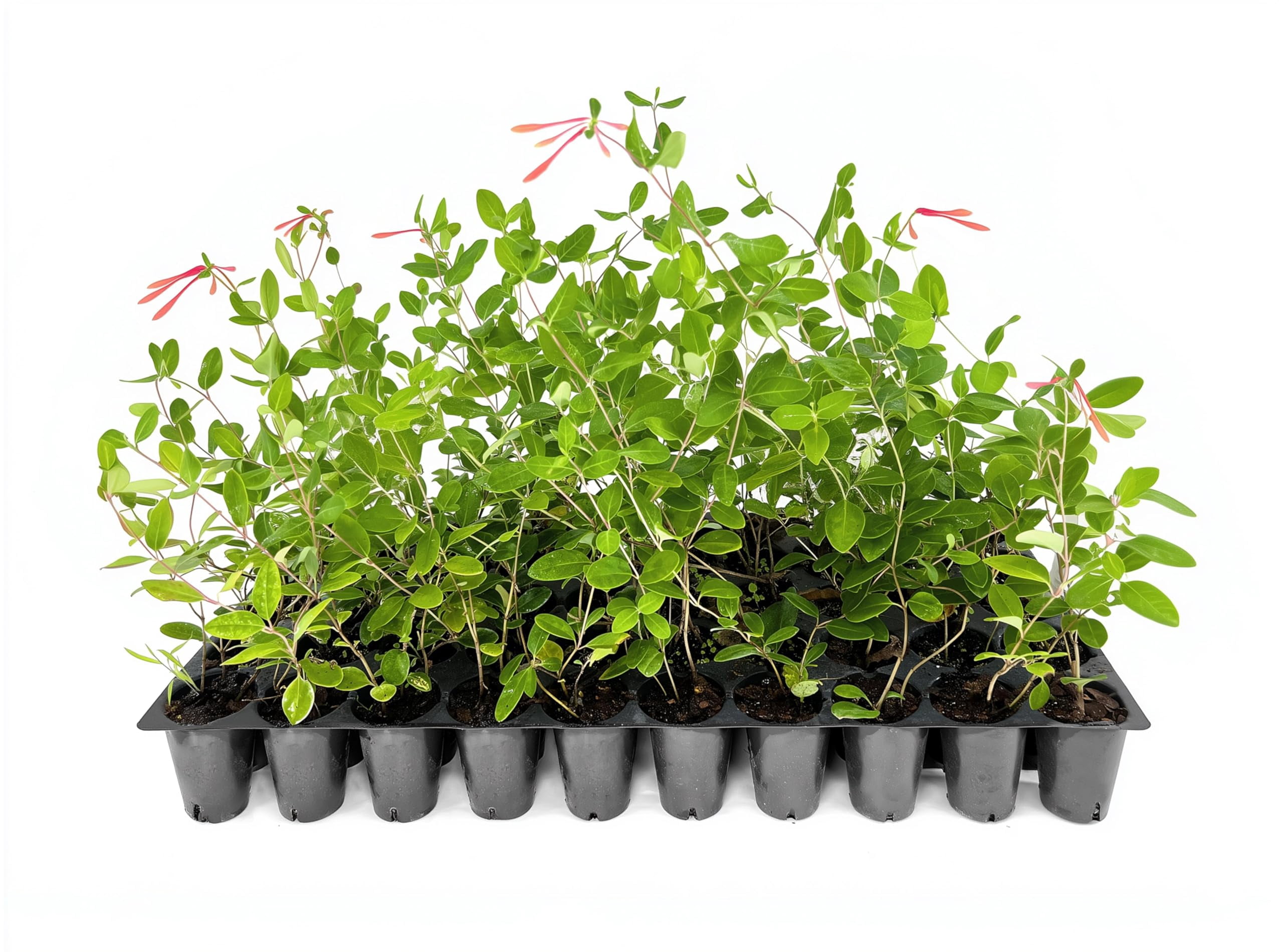 Coral Honeysuckle | 1 Live Plant | Lonicera sempervirens | Flowering ...