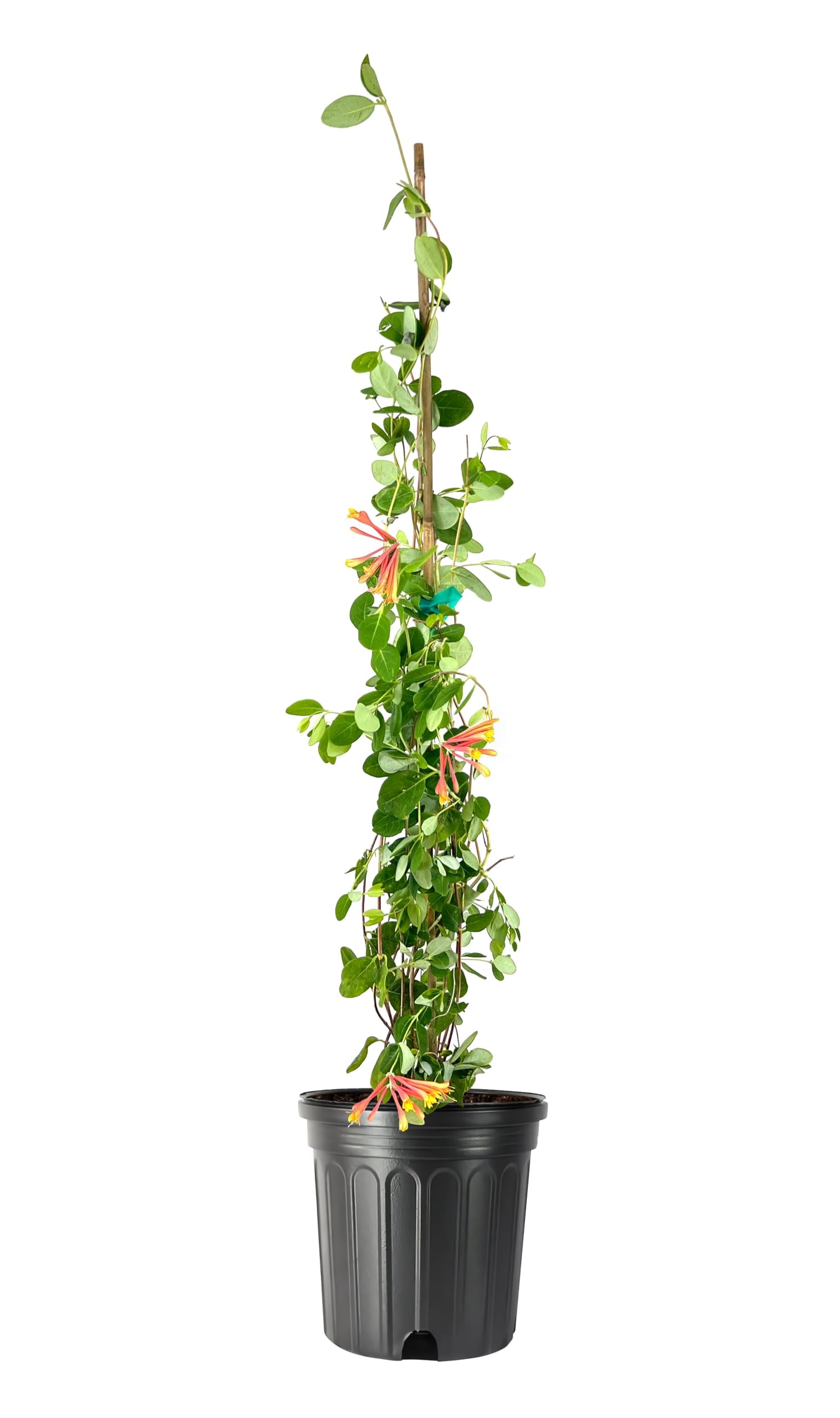 Coral Honeysuckle | 3 Extra Large 3 Gallon Plants | Lonicera ...