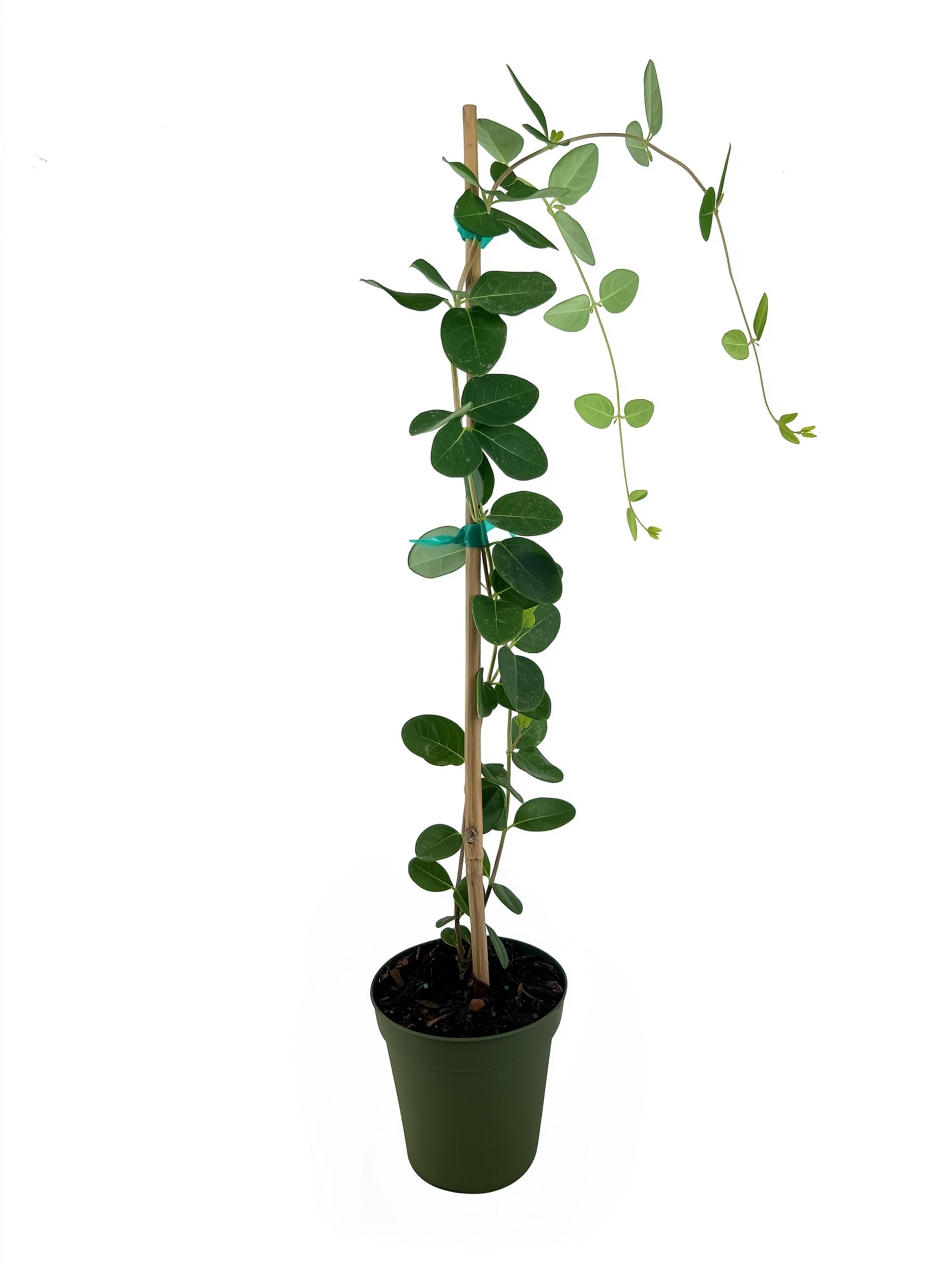 Coral Honeysuckle | 3 Live 4 Inch Plant | Lonicera sempervirens ...