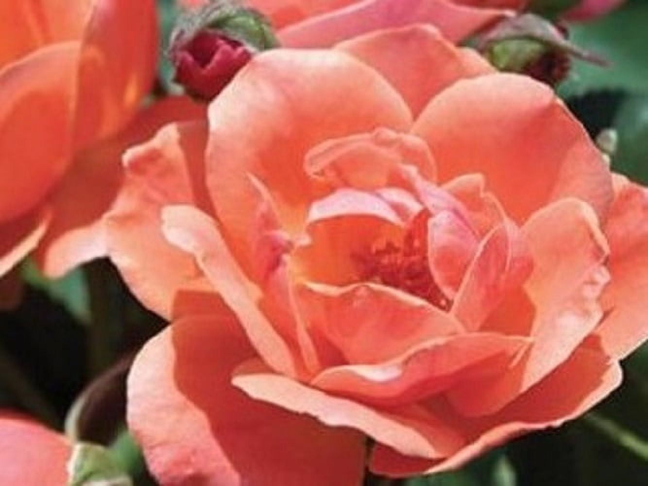 Coral Knock Out Rose - Live Outdoor Flower Plant (1 QT) - Walmart.com