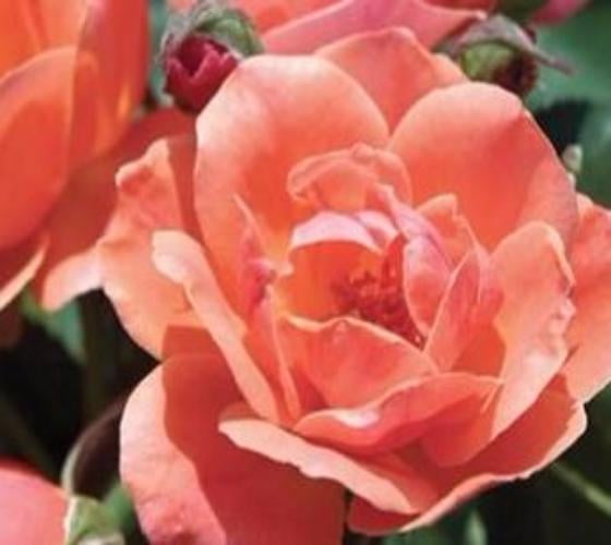 Coral Knock Out® Rose - Starter Plant ( 8m ) ( 1 live plant ) - Walmart.com