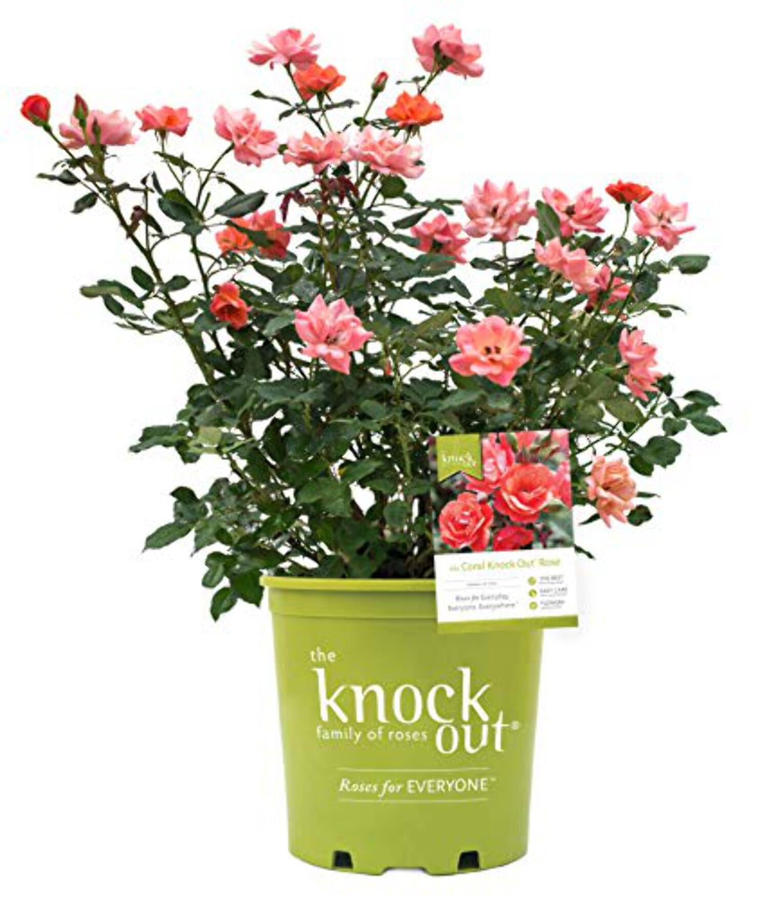 Coral Knock Out® Rose - Walmart.com