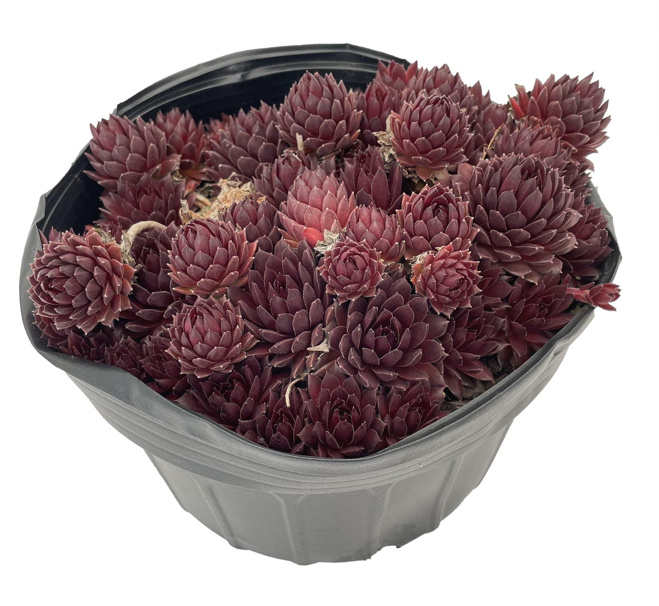 Coral Red Hens & Chicks - Sempervivum - Perennial - Gallon Pot ...