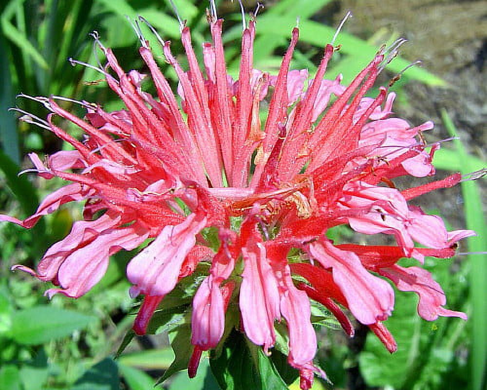 Coral Reef Bee Balm - Monarda - Salmon/Pink - Leaves Make Herbal Tea ...