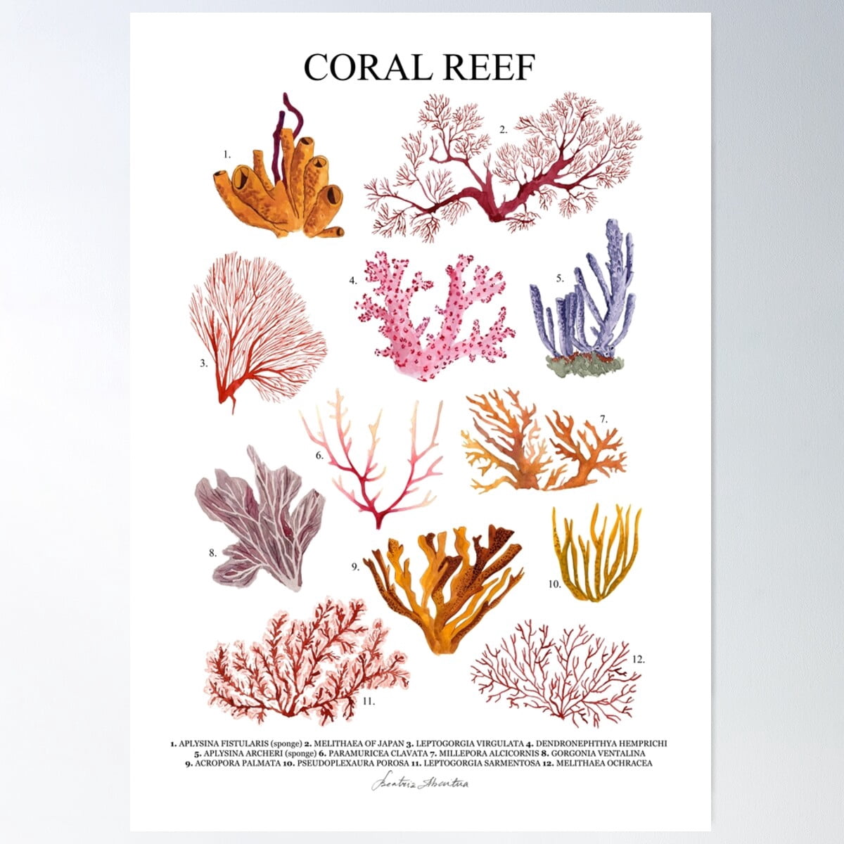 Coral Reef Poster With Names Poster Wall Art, Modern Wall Decor For ...