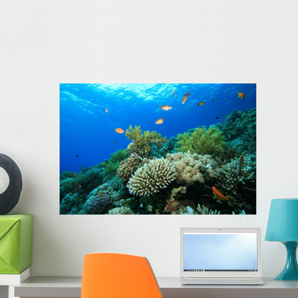 Coral Reef Wall Mural by Wallmonkeys Peel and Stick Graphic (24 in W x ...