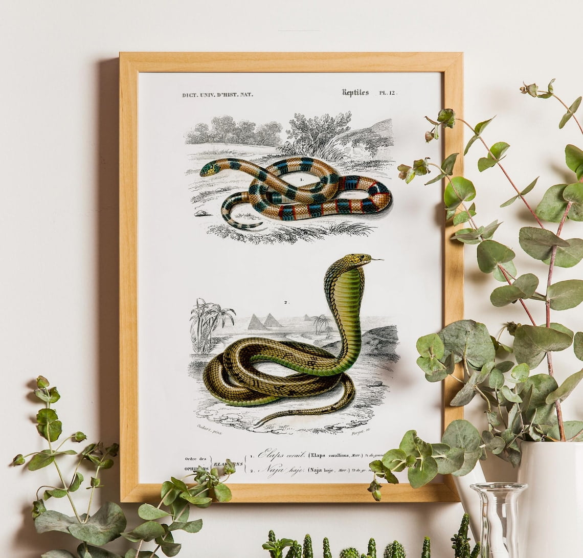 Coral Snake Poster, Vintage Reptile Zoology Art, Unframed Poster Size ...