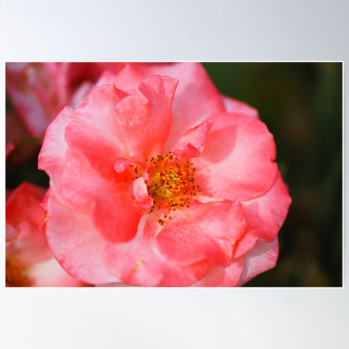 Coral Toned Rose Poster Wall Art, Modern Wall Decor For Living Room ...