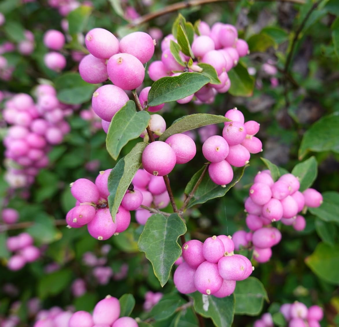 Coralberry Bonsai Tree Seedling for Planting - 1 Year Old Well Rooted ...