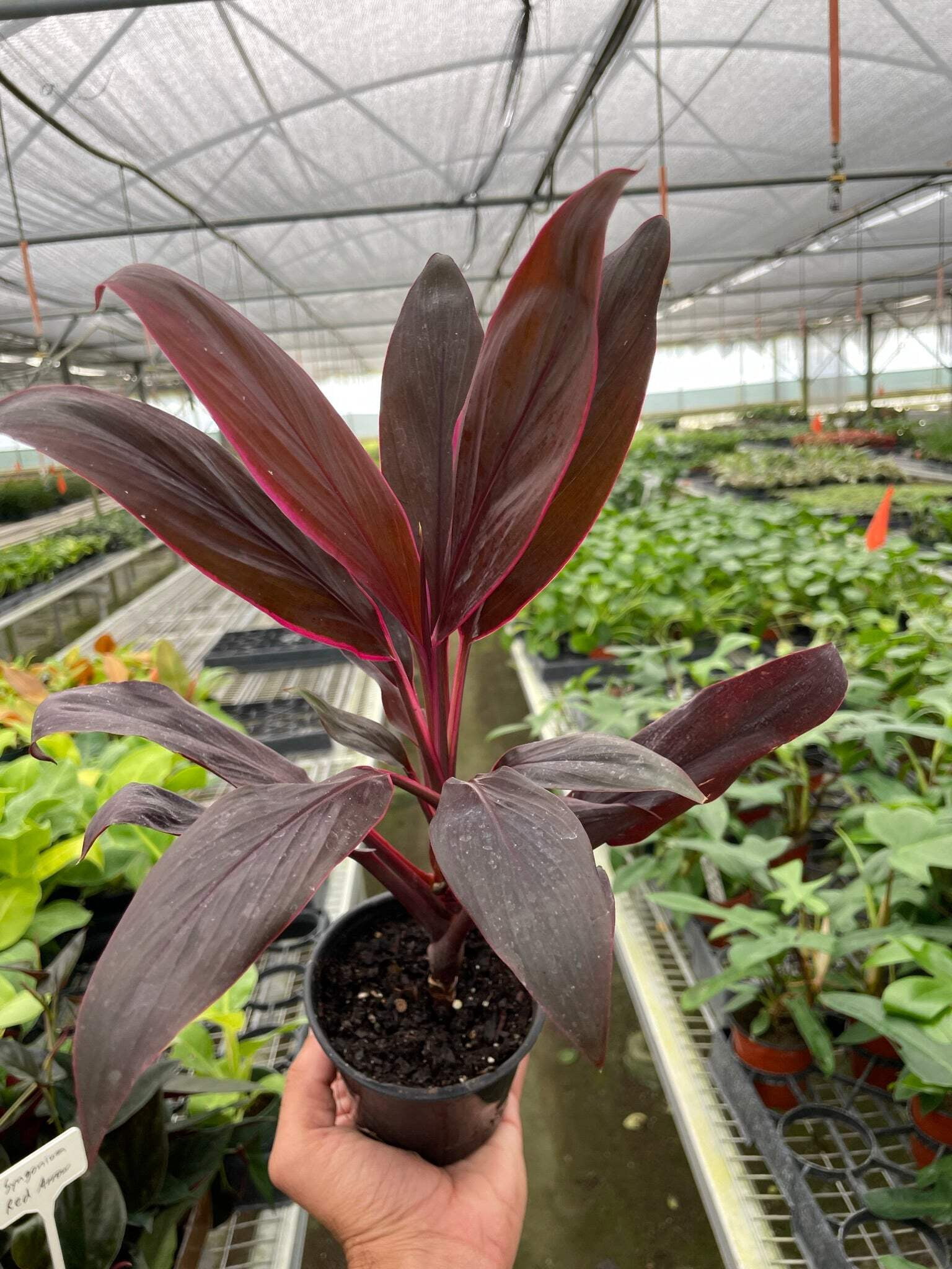 Cordyline 'Calypso Queen', 4" Pot, Indoor Houseplant, Easy Care, Live ...