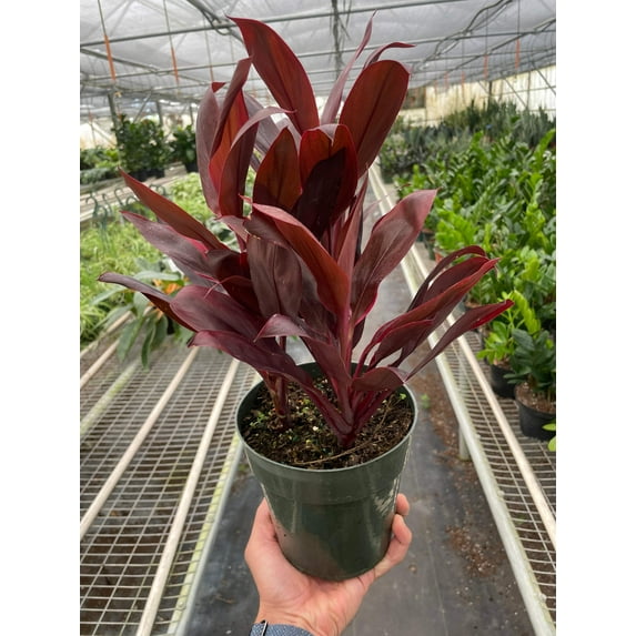 Cordyline 'Calypso Queen', 6" Pot, Indoor Houseplant, Easy Care, Live ...