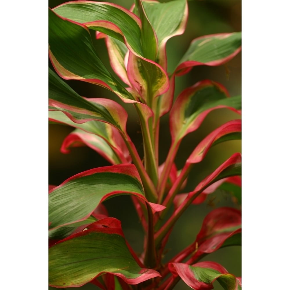 Cordyline Terminalis Red Ti Plant Poster Print - Walmart.com
