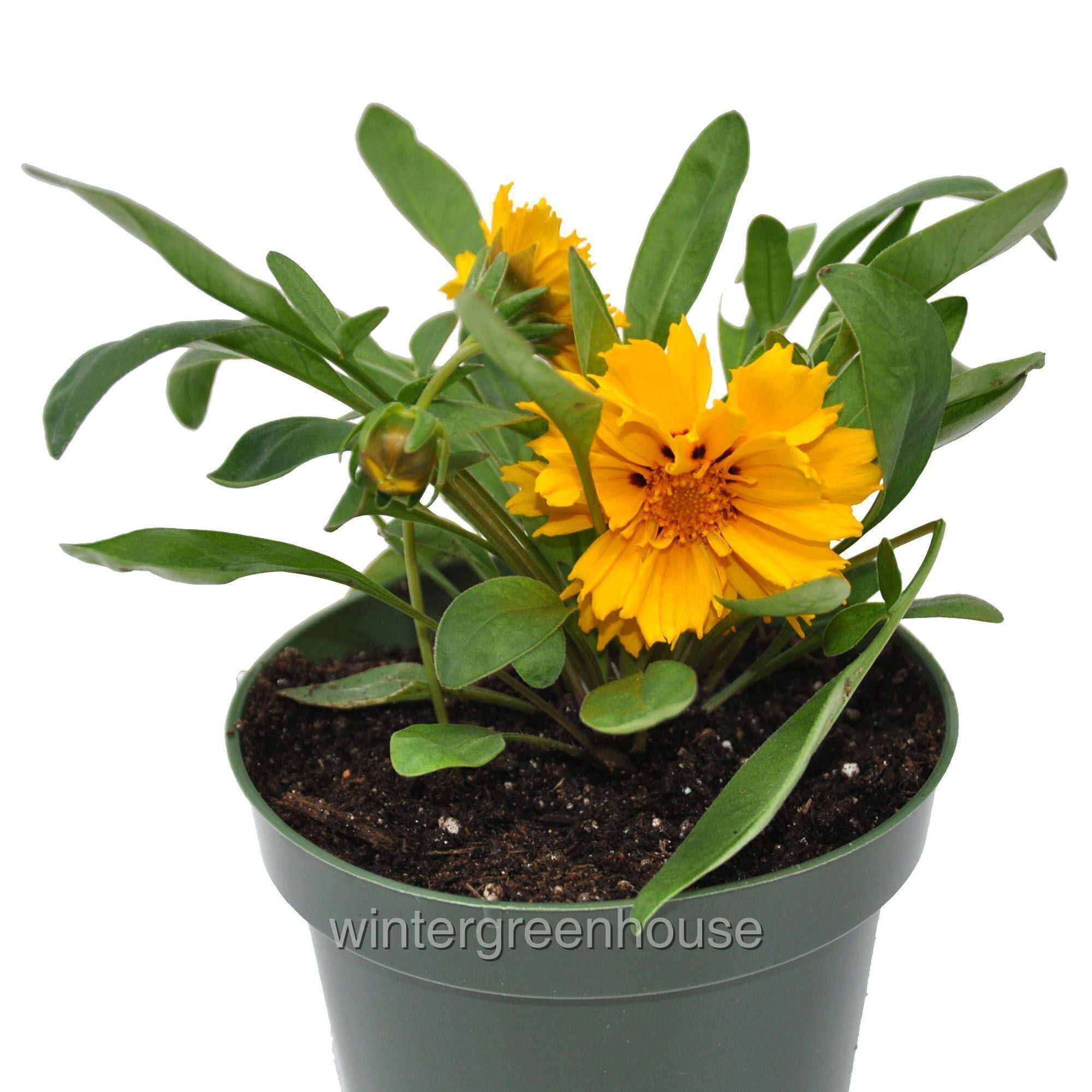 Winter Greenhouse Coreopsis Lanceolata, Sterntaler Tickseed, Golden ...