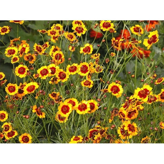 Plains Coreopsis Tall Seed, Outdoor Plant, 100 Yellow Flowers with Red ...