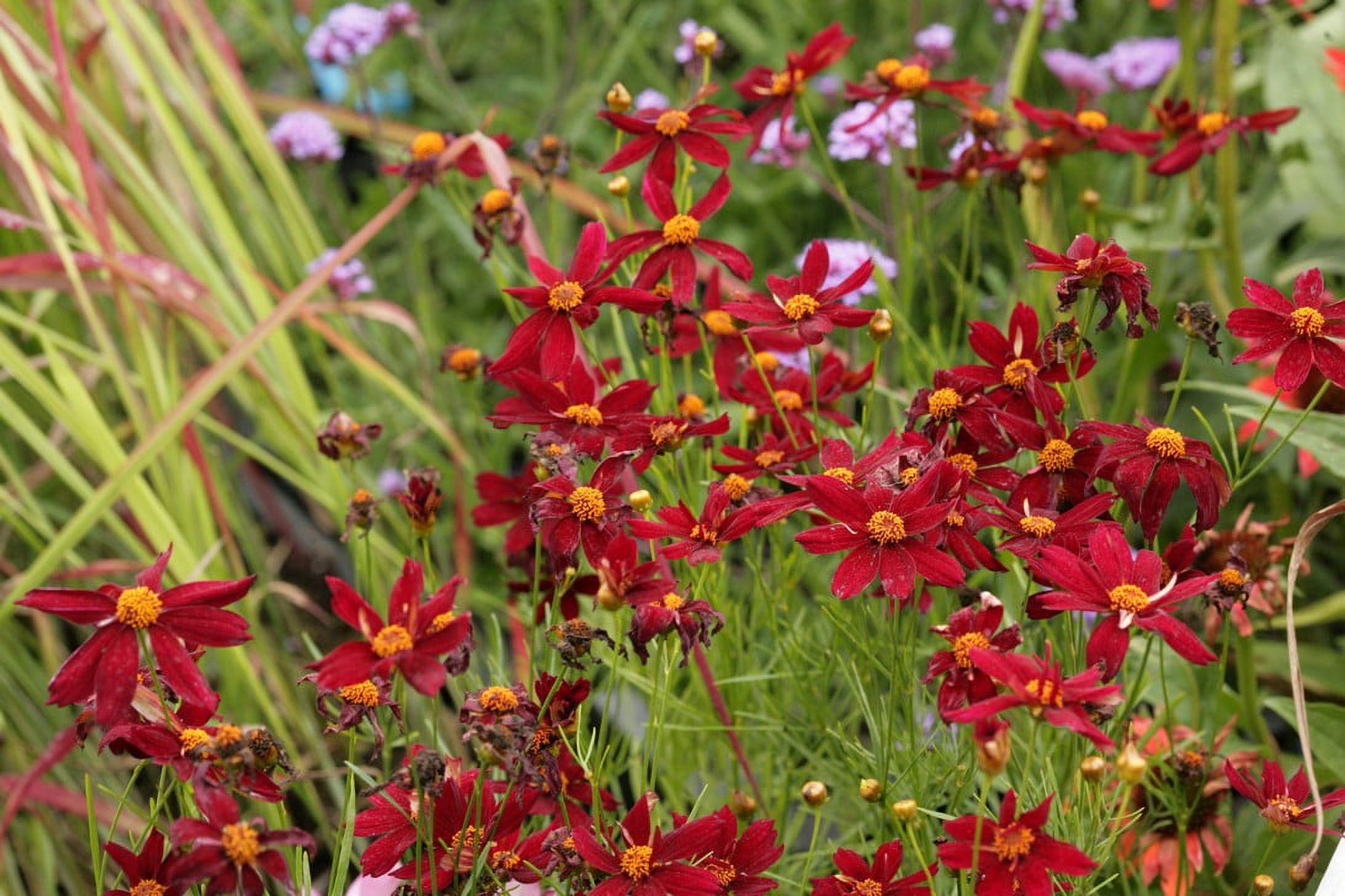 Coreopsis 'Red Satin' - Live Starter Plant - Walmart.com