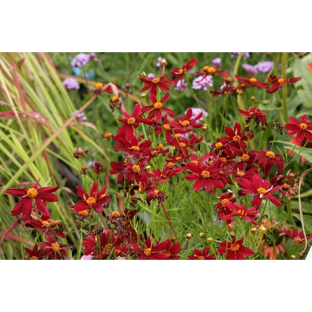 Coreopsis 'Red Satin' - Live Starter Plant - Walmart.com