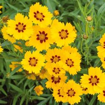 Sunflower Seeds (Organic) - Goldie F1 - Packet - Yellow Flower Seeds ...