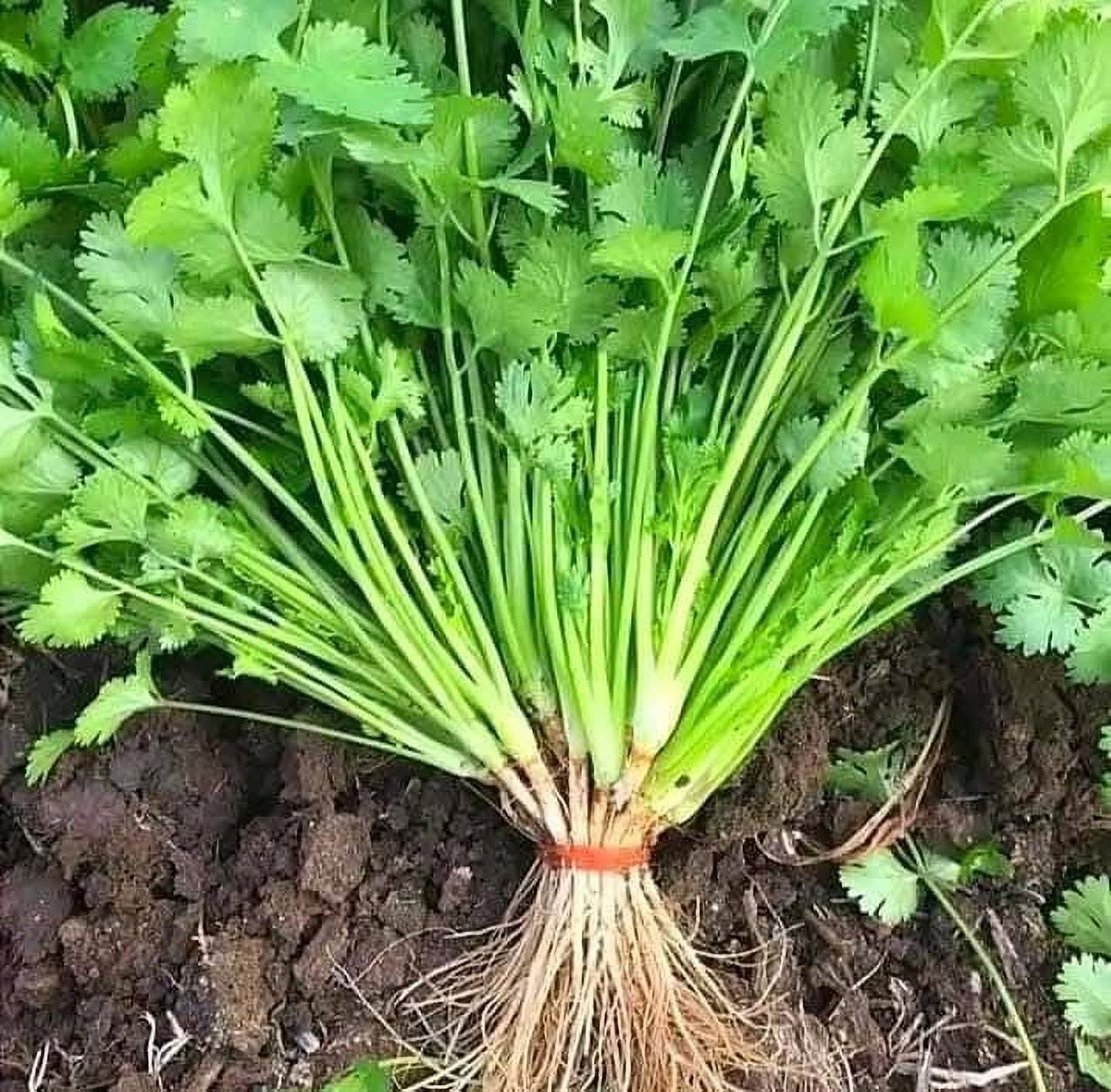 Coriander - Early Green Morocco Seeds for Planting - 100g - Walmart.com